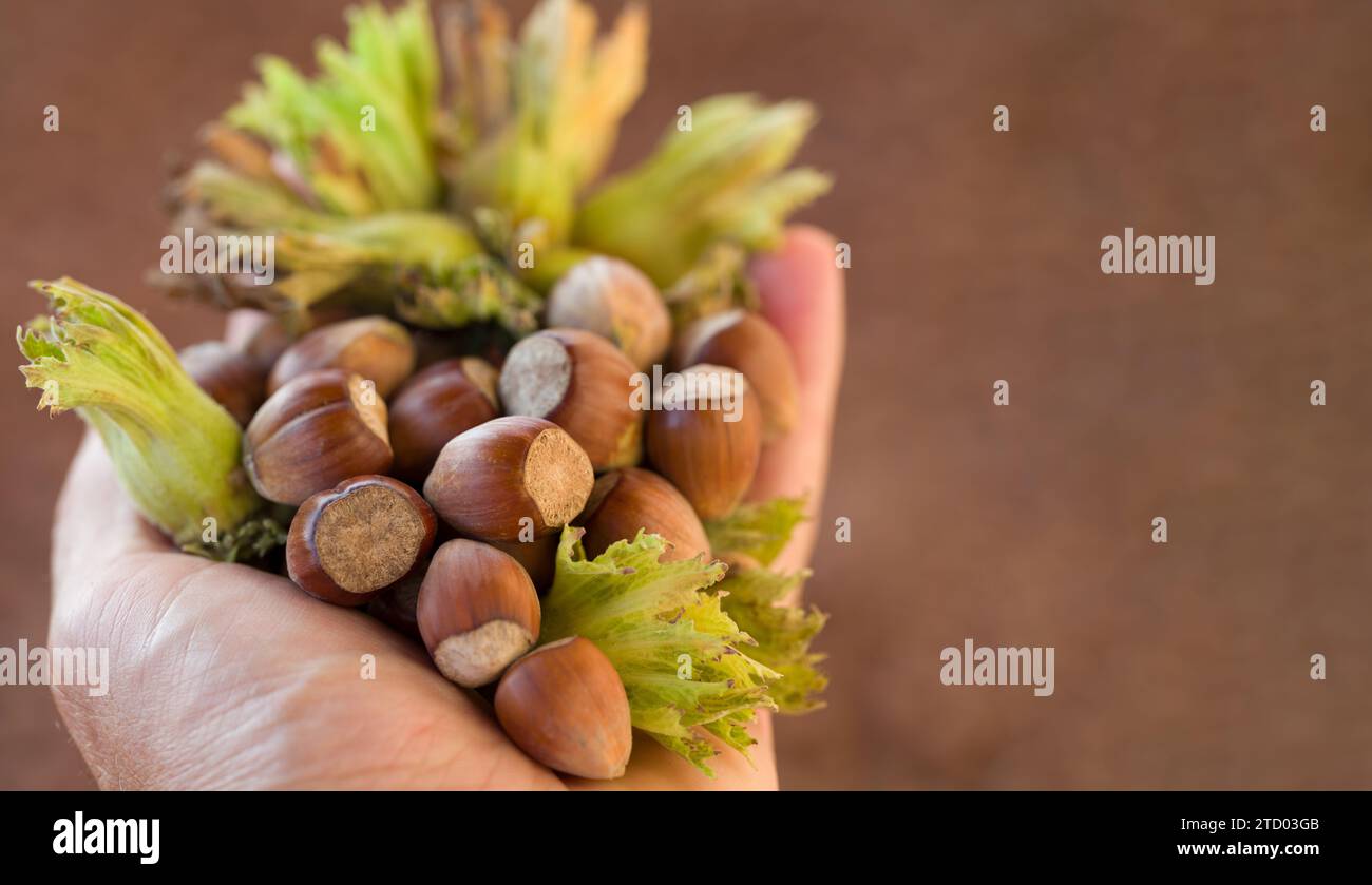 Close-up of a handful of fresh hazelnuts. With empty writing space ...
