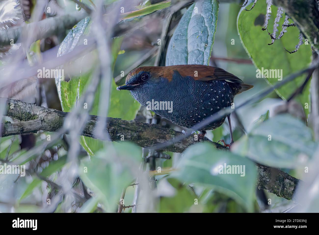 Gould's Shortwing (Heteroxenicus stellatus Stock Photo - Alamy