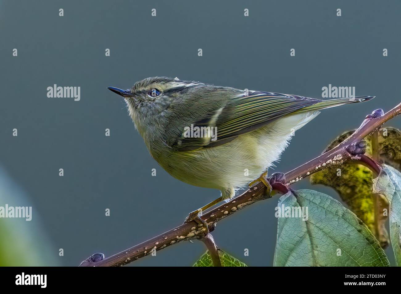 Buff-barred Warbler (Phylloscopus pulcher Stock Photo - Alamy
