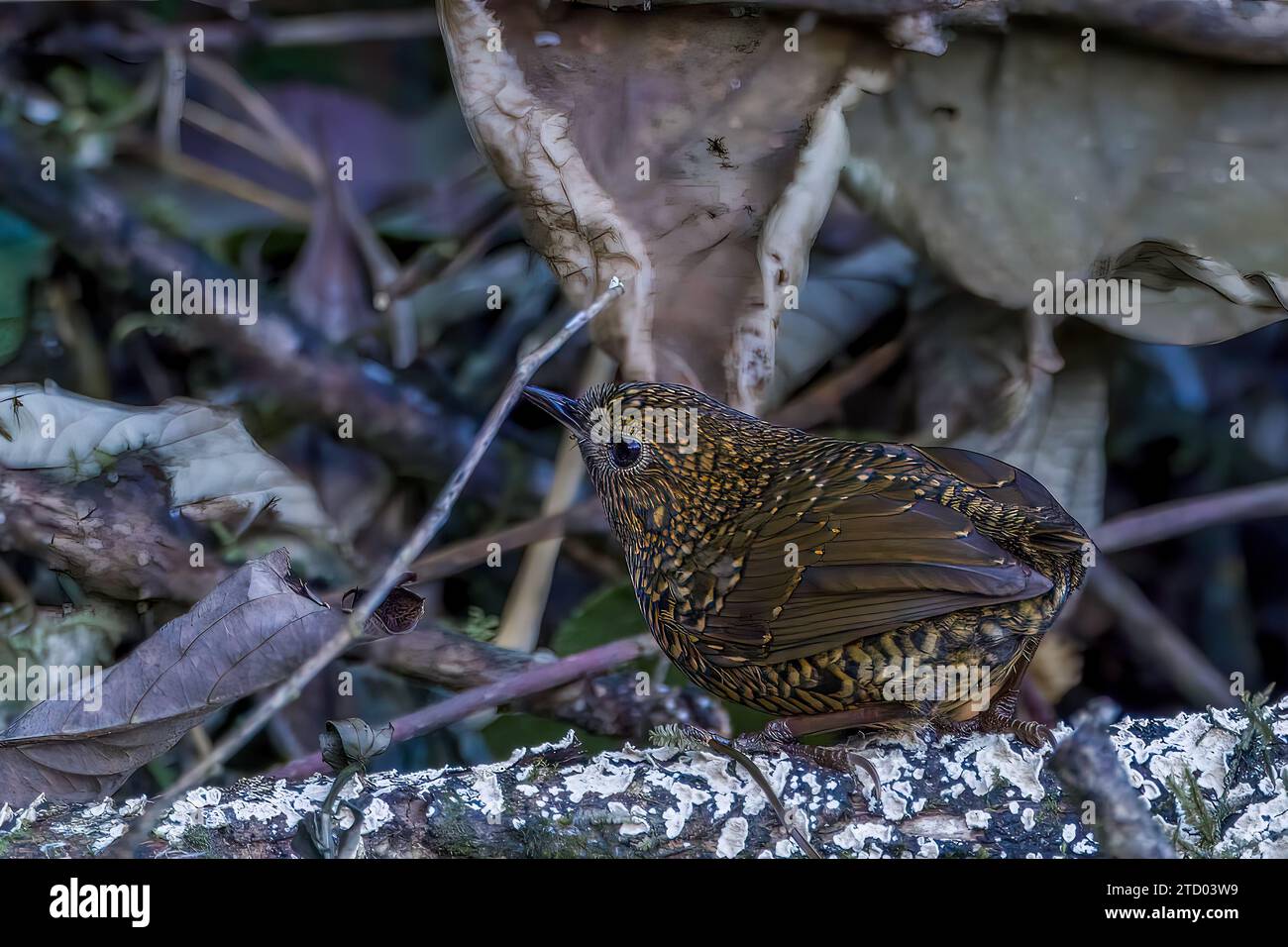 Scaly-breasted Cupwing or Scaly-breasted Wren-Babbler (Pnoepyga ...