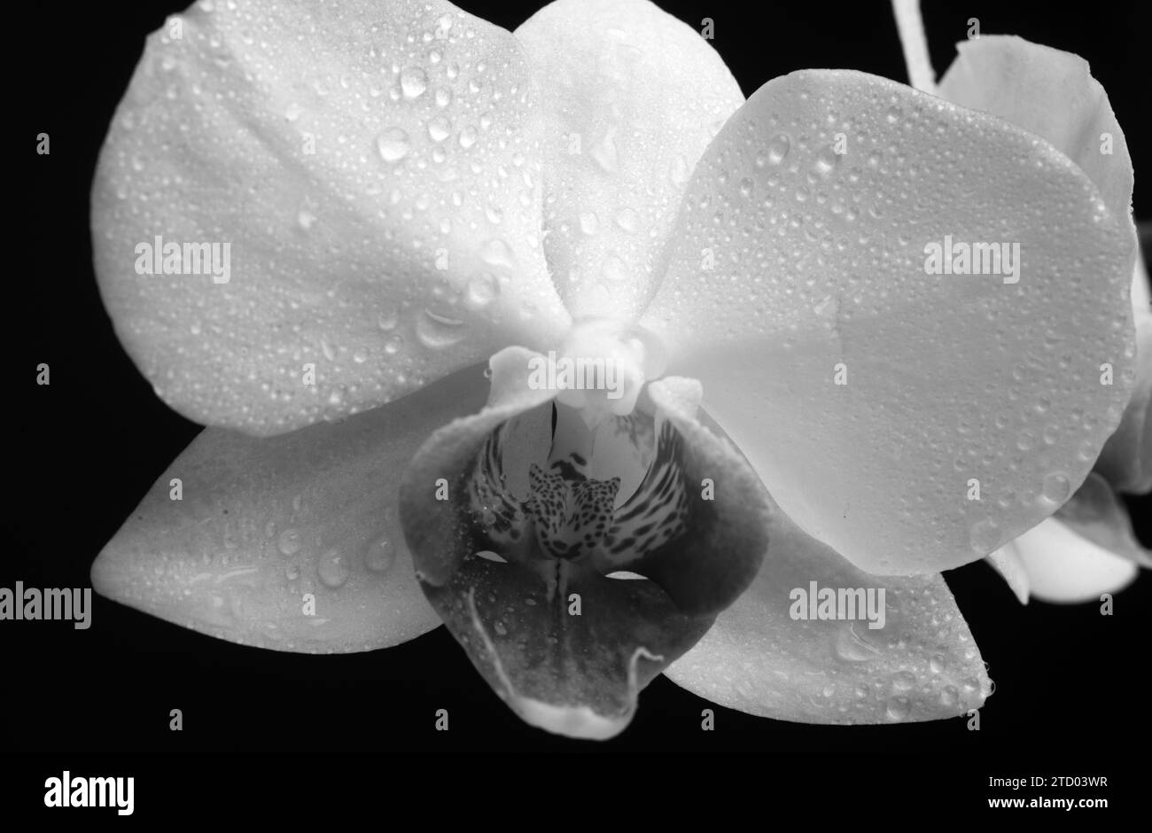 Close Up Beautiful White Phalaenopsis Orchid Flowers Isolated Background Dendrobium Orchid