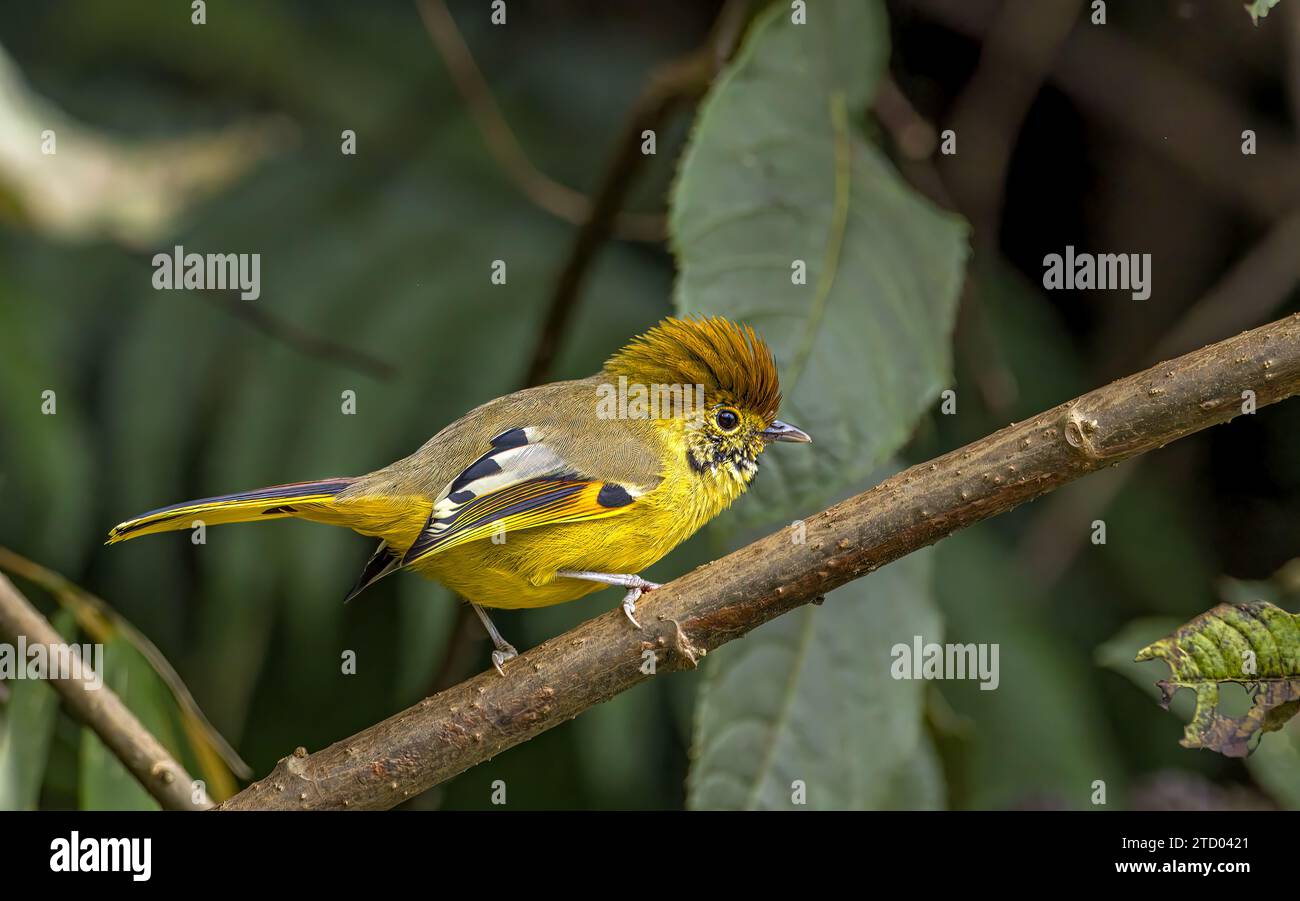 Formerly genus minla hi-res stock photography and images - Alamy