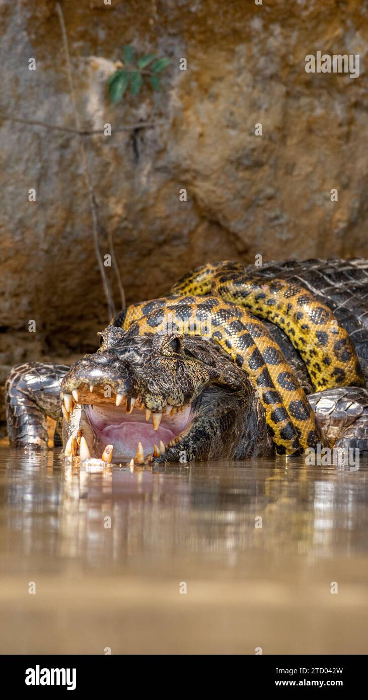 The snake choking the alligator BRAZIL THRILLING images show a caiman ...