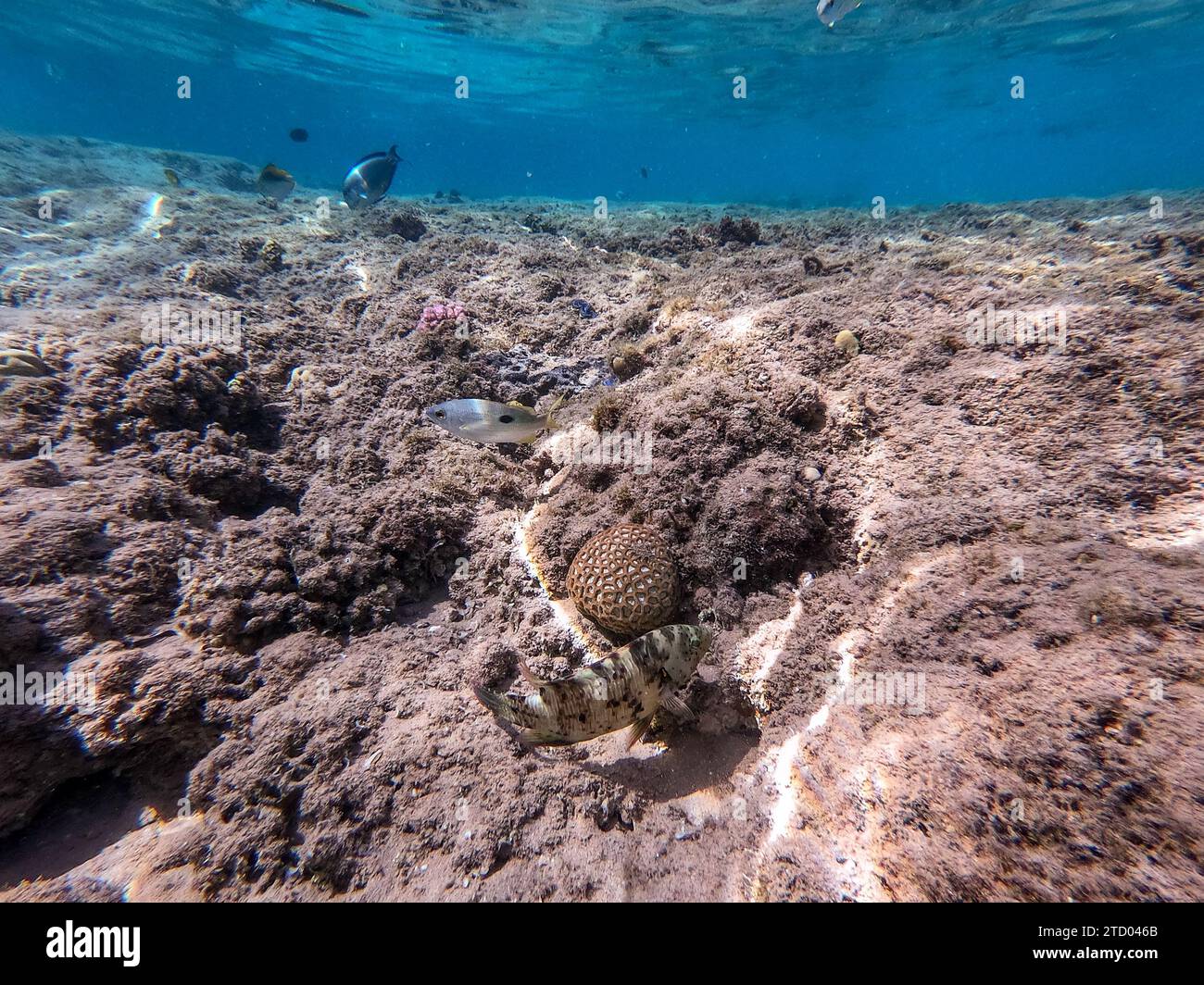 Close up view of tropical big broomtail wrasse known as Cheilinus ...