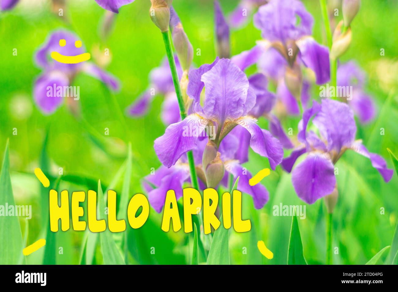 Hello April - Springtime, flowers blossoming twigs. The beginning of ...