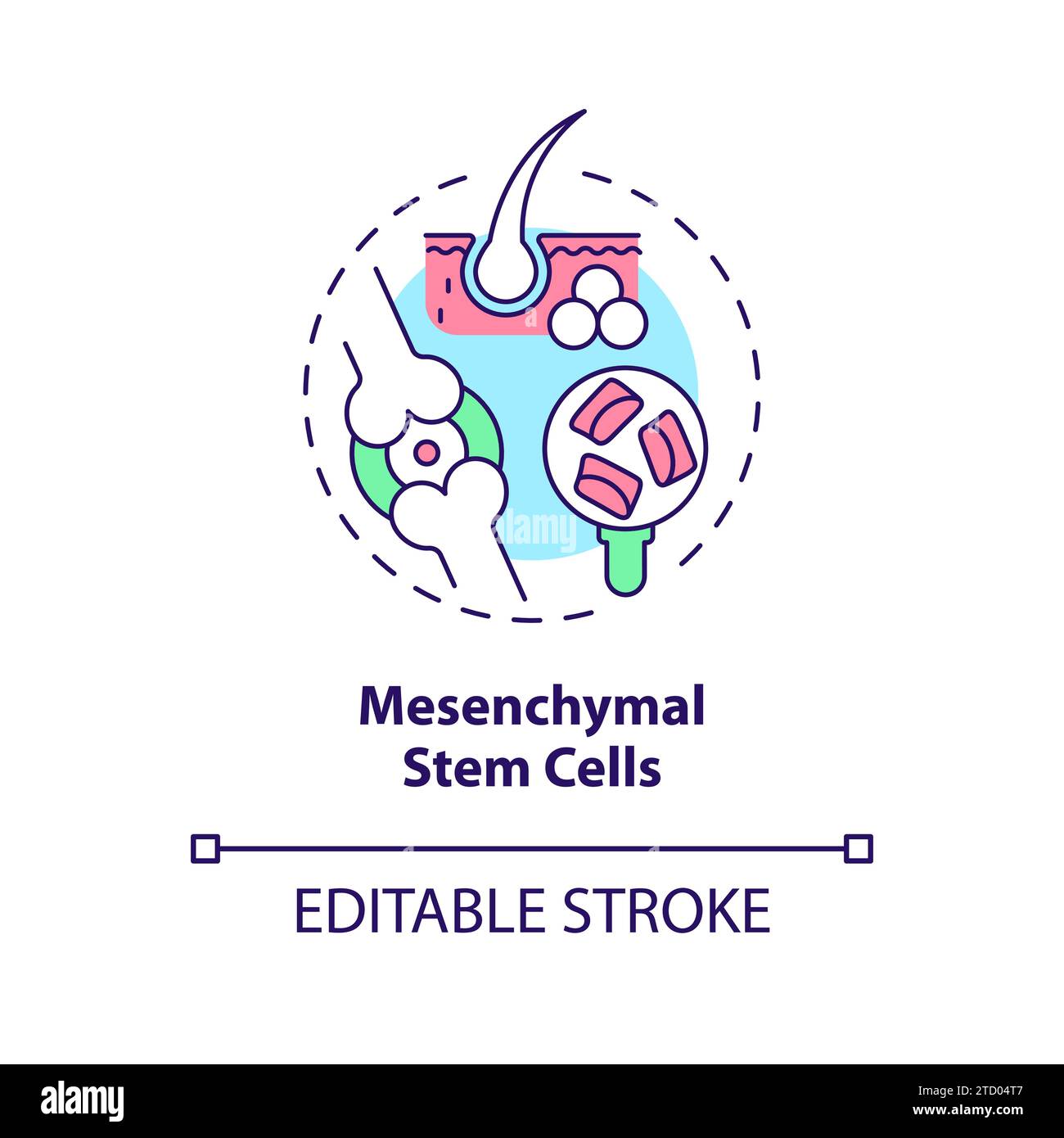 Muscle stem cell Stock Vector Images - Alamy