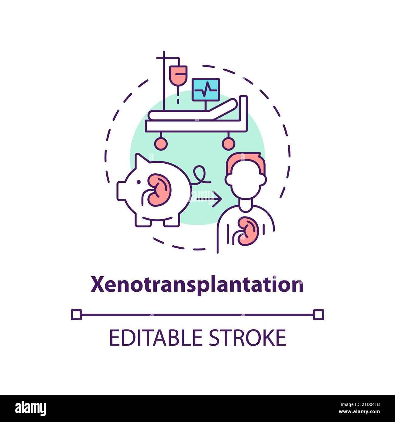 Thin line simple colorful xenotransplantation icon concept Stock Vector Image & Art - Alamy