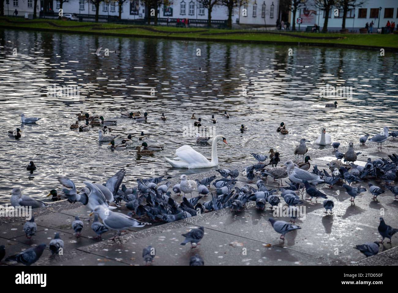 A large number of pigeons and swans are seen feeding on the shores of ...