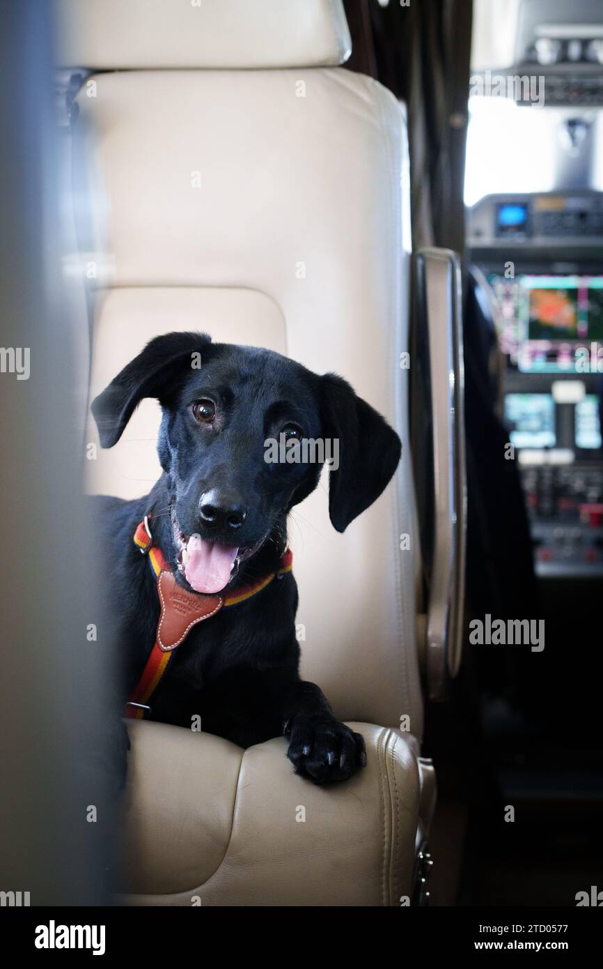A puppy flying a private jet Stock Photo - Alamy