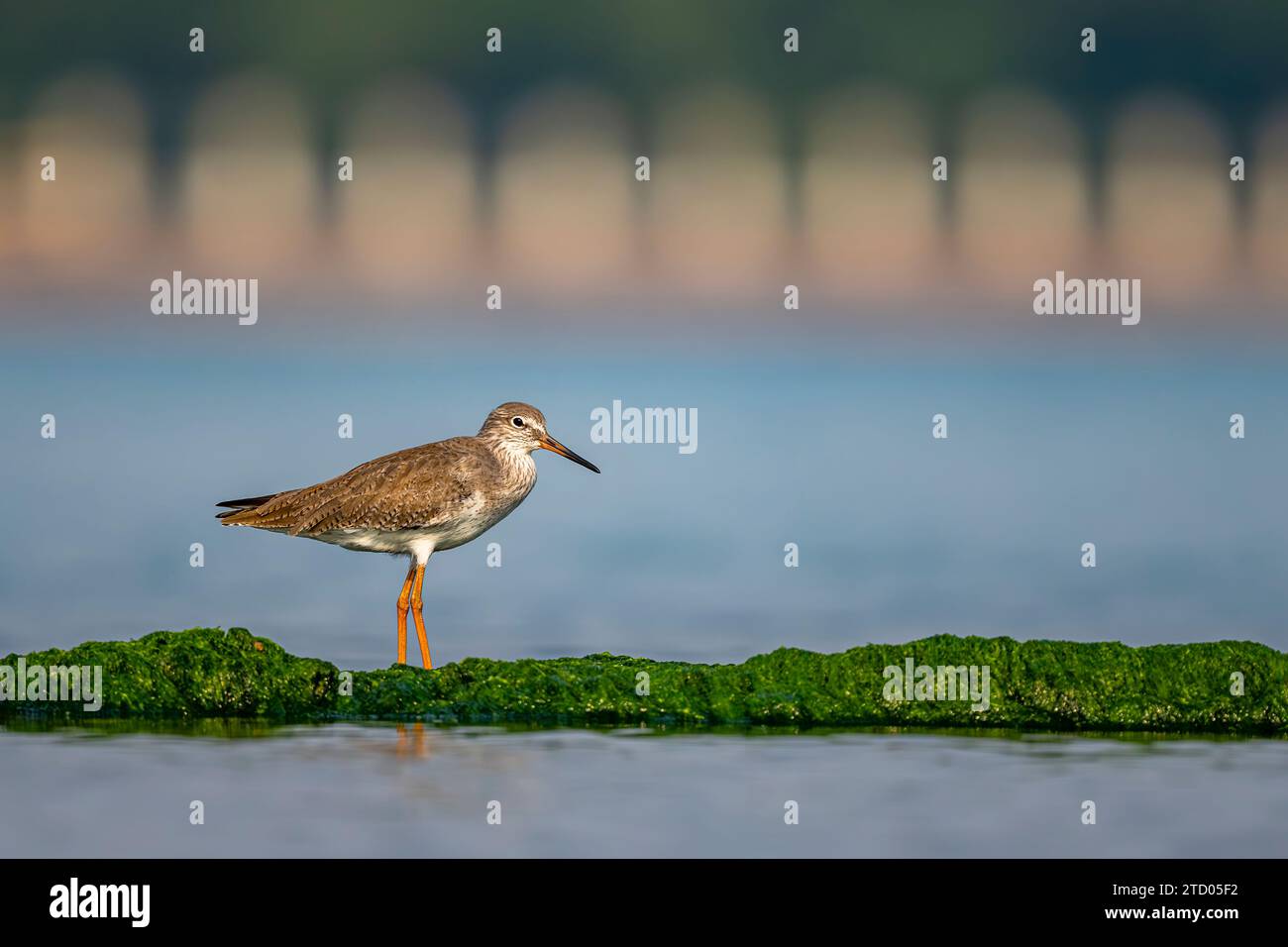 The Common Redshank, Tringa totanus Stock Photo - Alamy