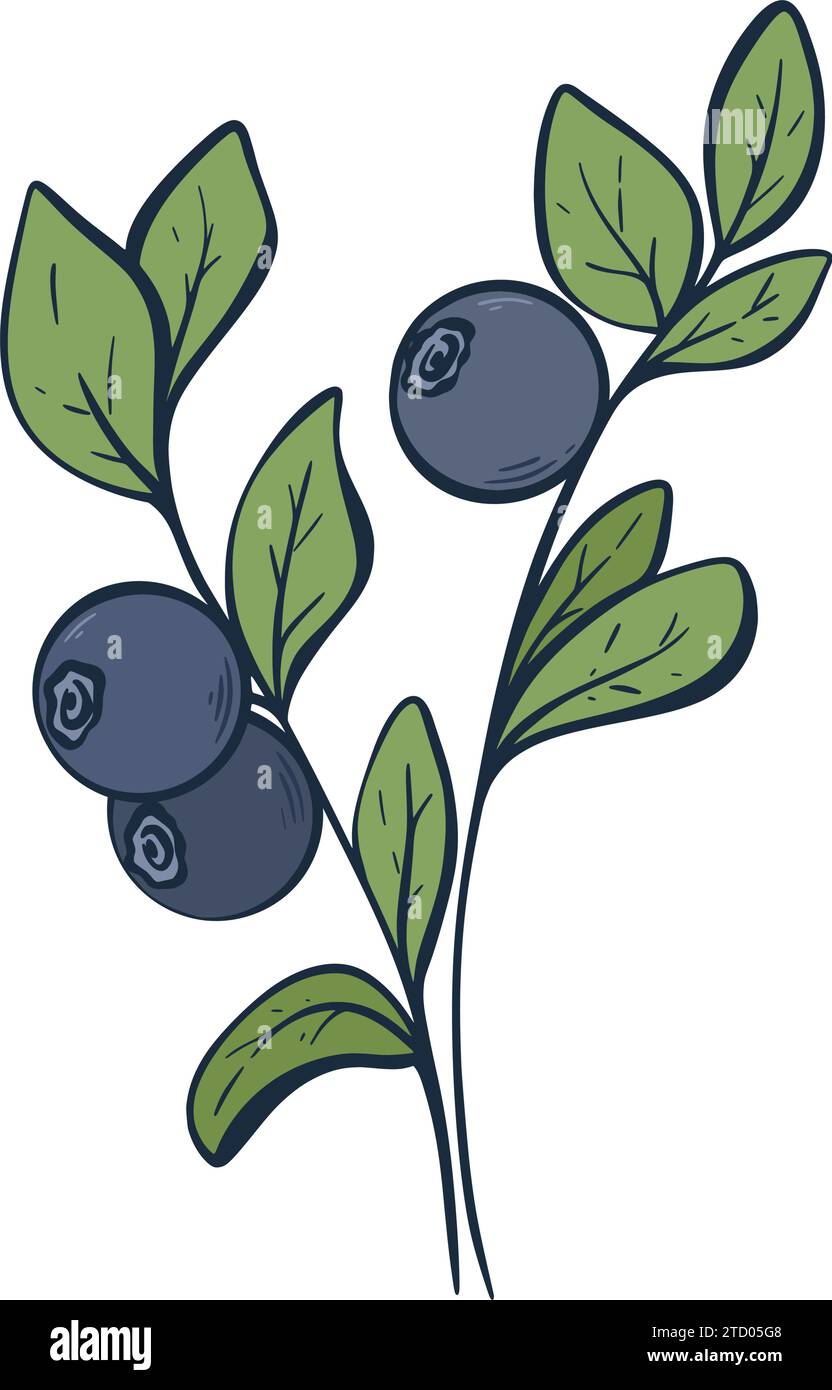 Blueberries on branch with leaves eco clip art Stock Vector Image & Art ...