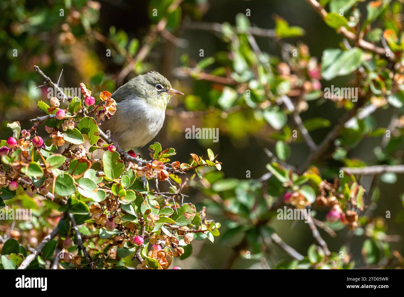 The Abyssinian white-eye, white-breasted white-eye, Zosterops ...