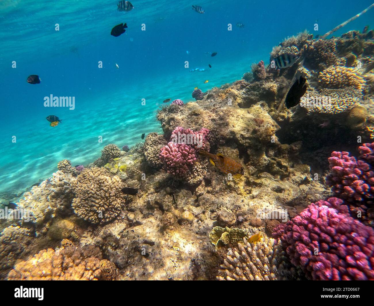 Red Sea Toby known as Canthigaster margaritata underwater at the coral ...