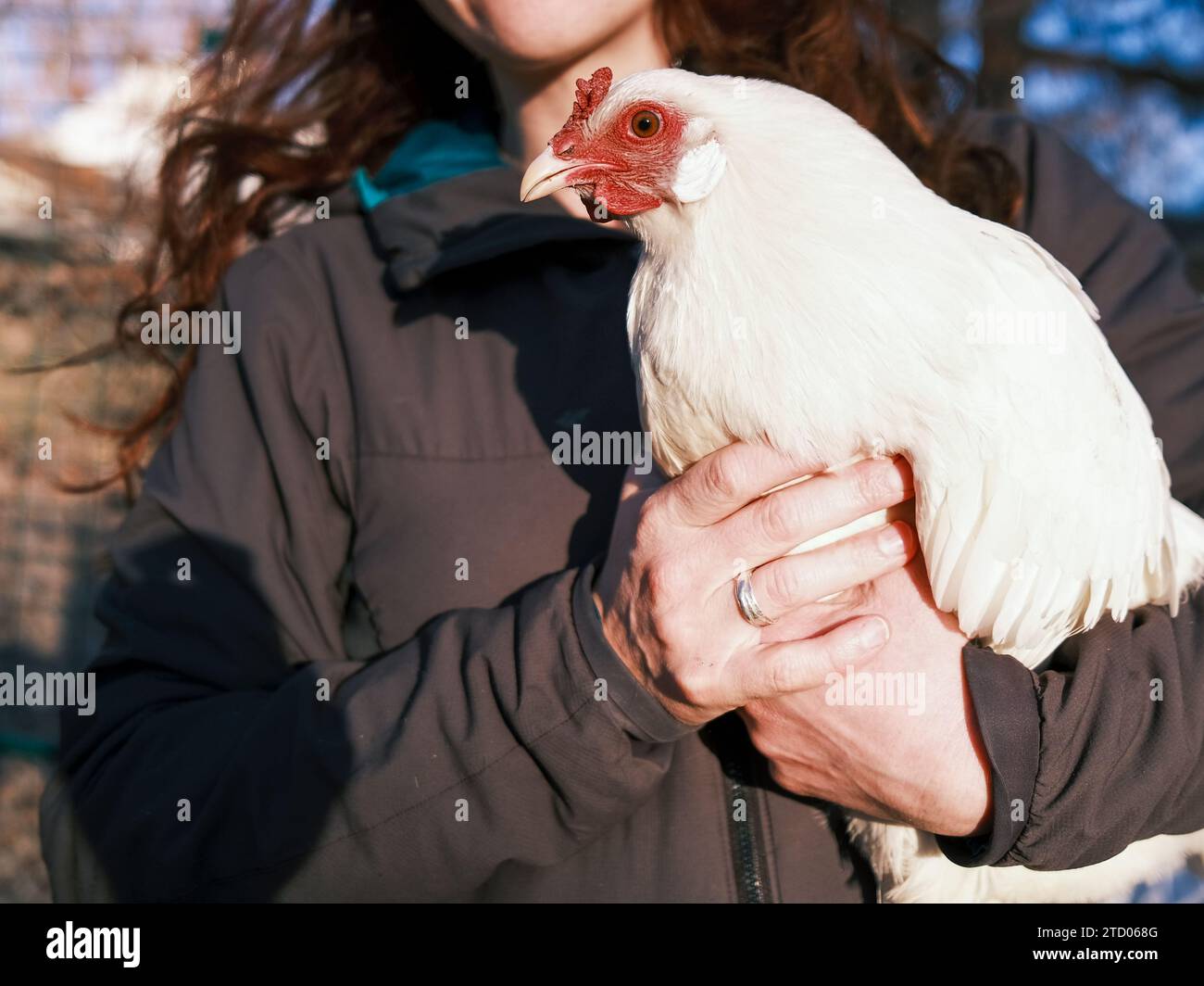 Pet chicken hug hi-res stock photography and images - Alamy