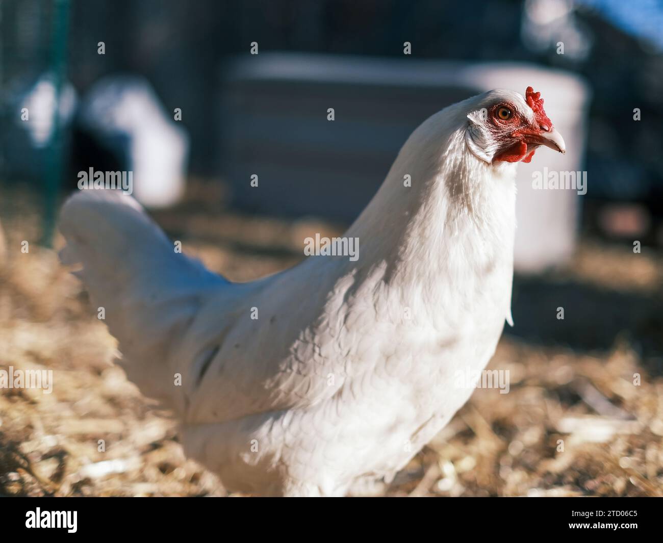Organic farm poultry hi-res stock photography and images - Alamy