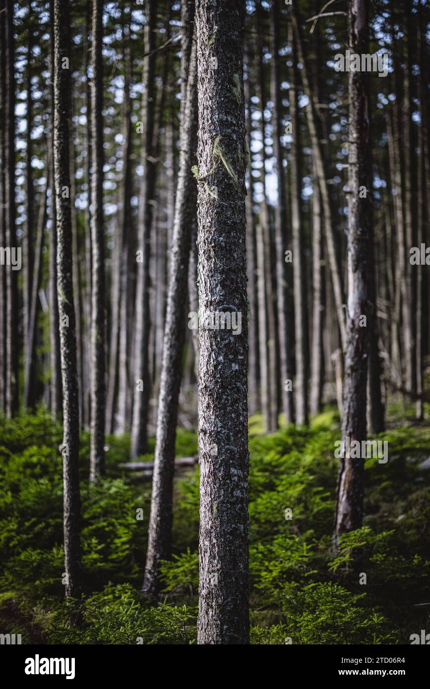 Tree trunk with moss and greenery in a conifer forest, Maine Stock ...