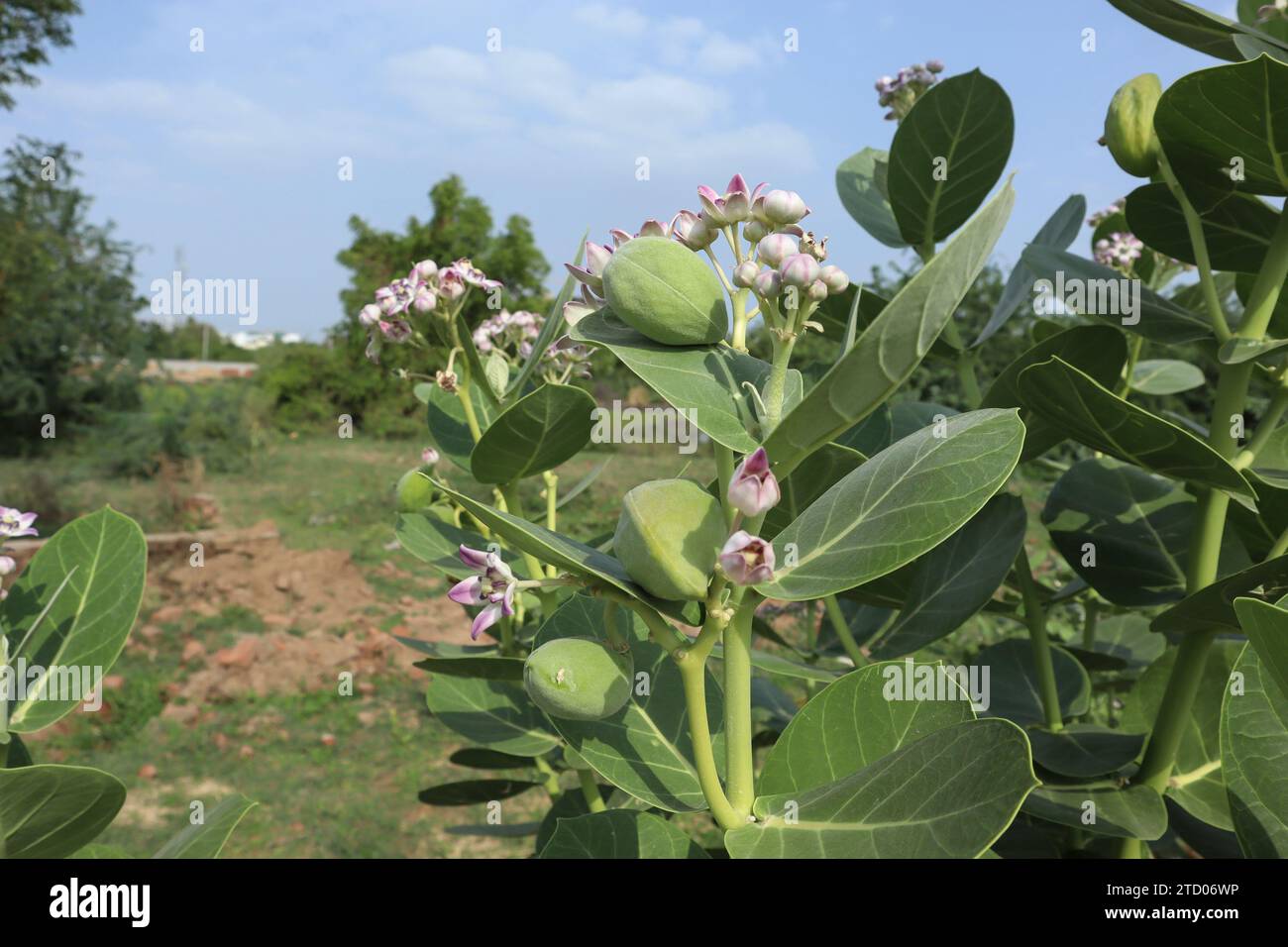 Arka flower hi-res stock photography and images - Alamy