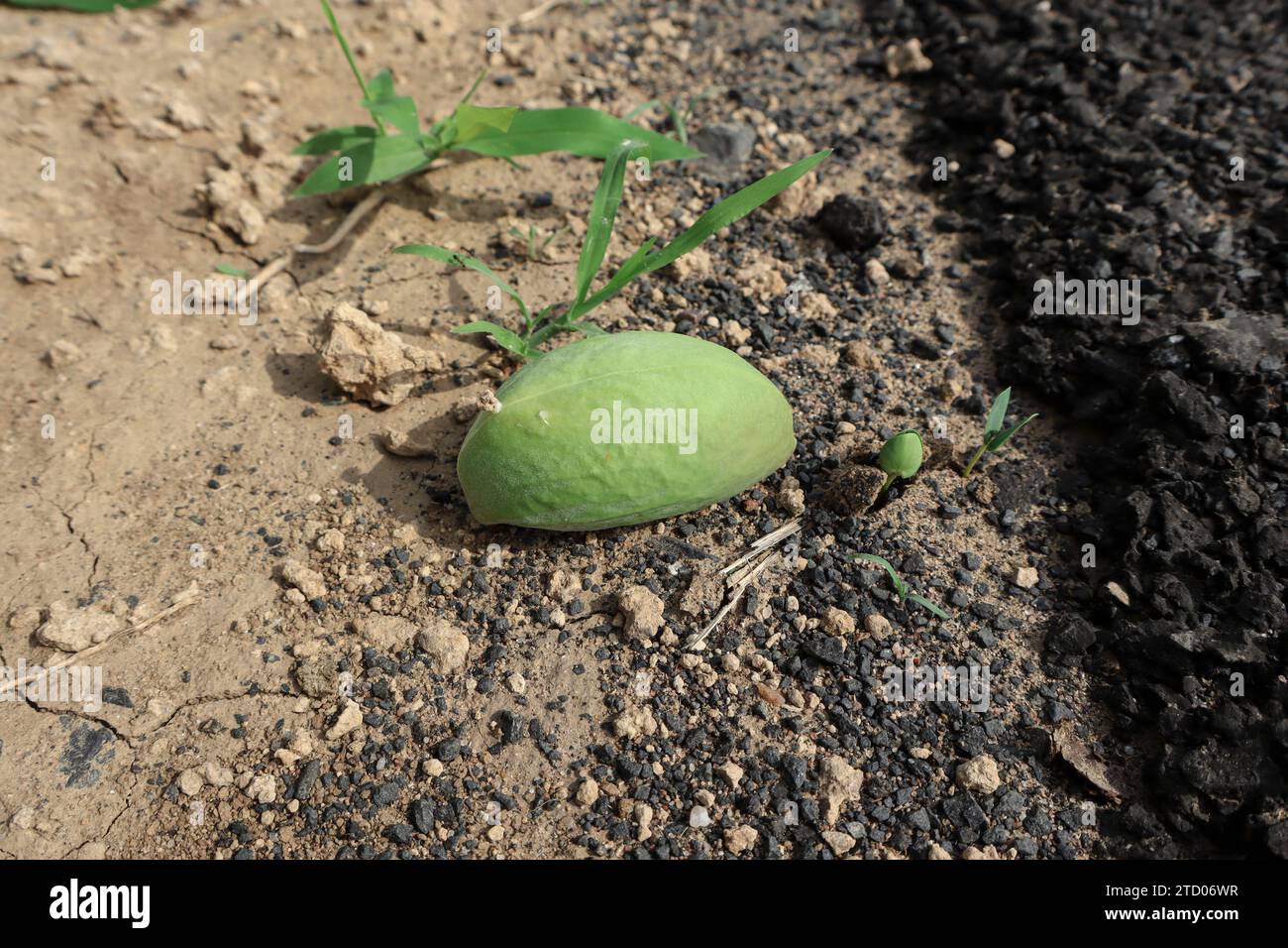 Arka flower hi-res stock photography and images - Alamy