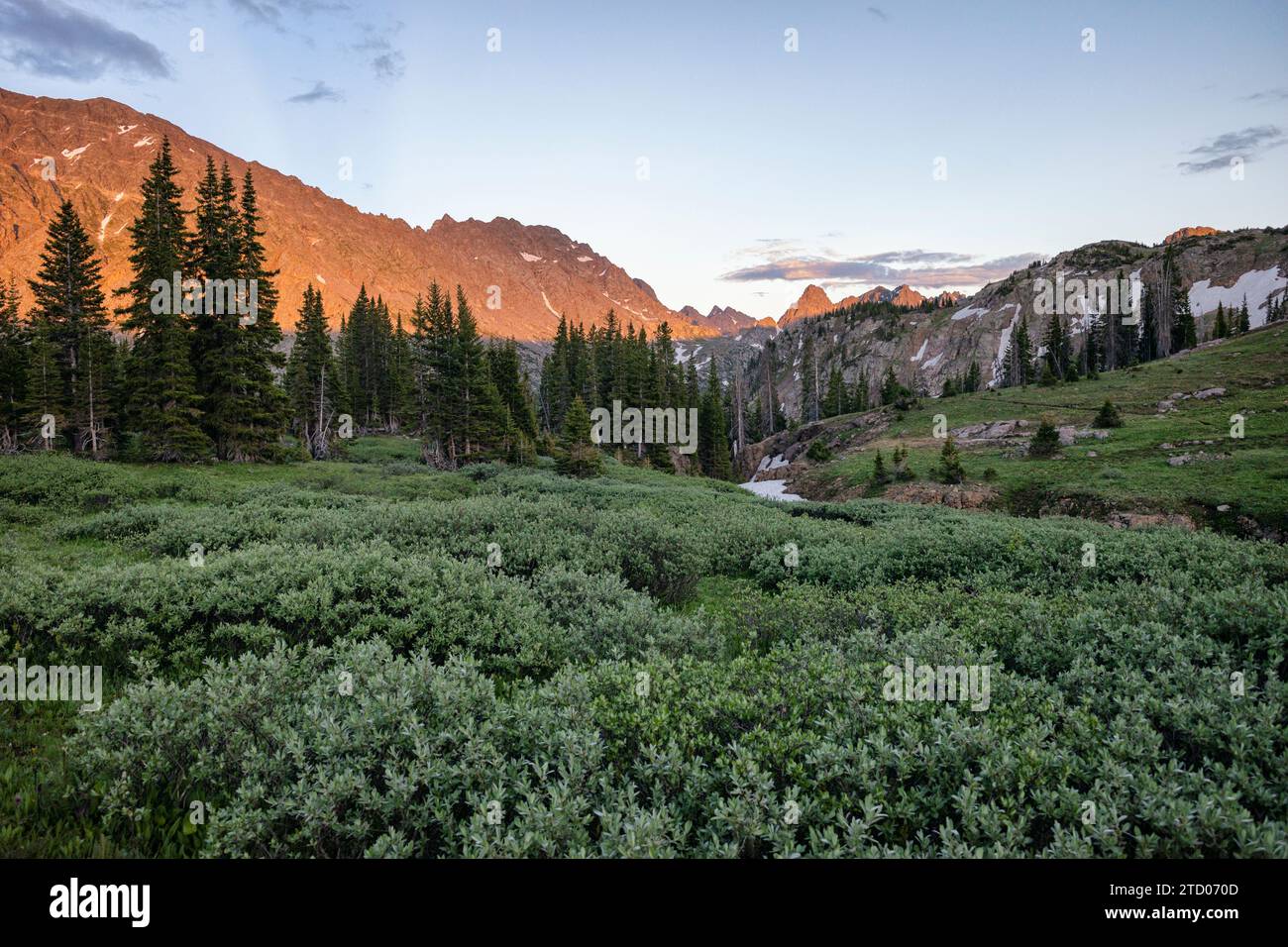 Willows and mountains in Colorado Stock Photo - Alamy