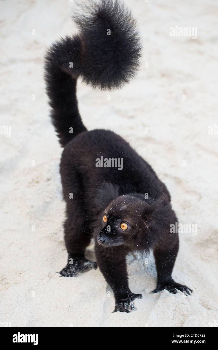 Lemurs: the primates of Madagascar Stock Photo - Alamy