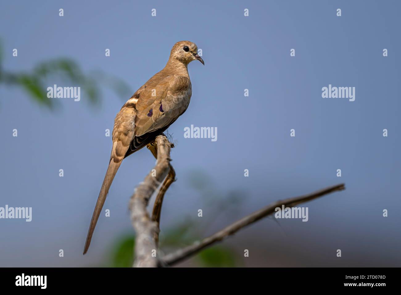 Namaqua Dove, Oena capensis, Saudi Arabia Stock Photo - Alamy