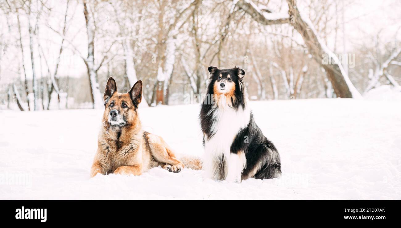 Funny Young Shetland Sheepdog, Sheltie, Collie And German Shepherd Dog ...