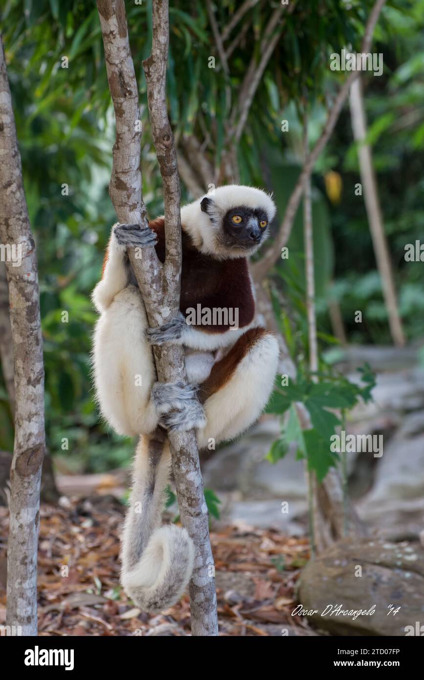 Primates of madagascar hi-res stock photography and images - Alamy