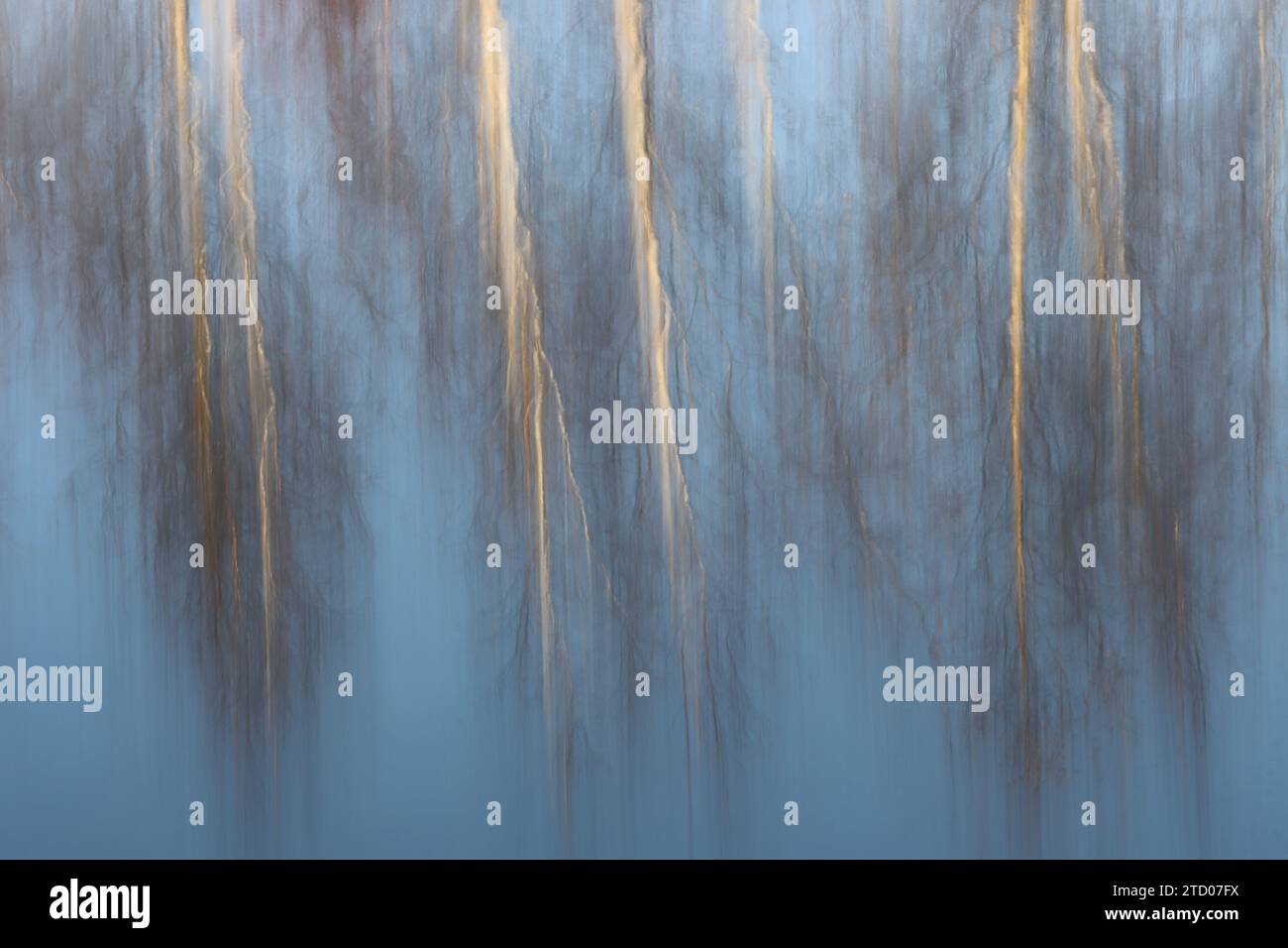 Abstract autumn colours in trees Stock Photo - Alamy