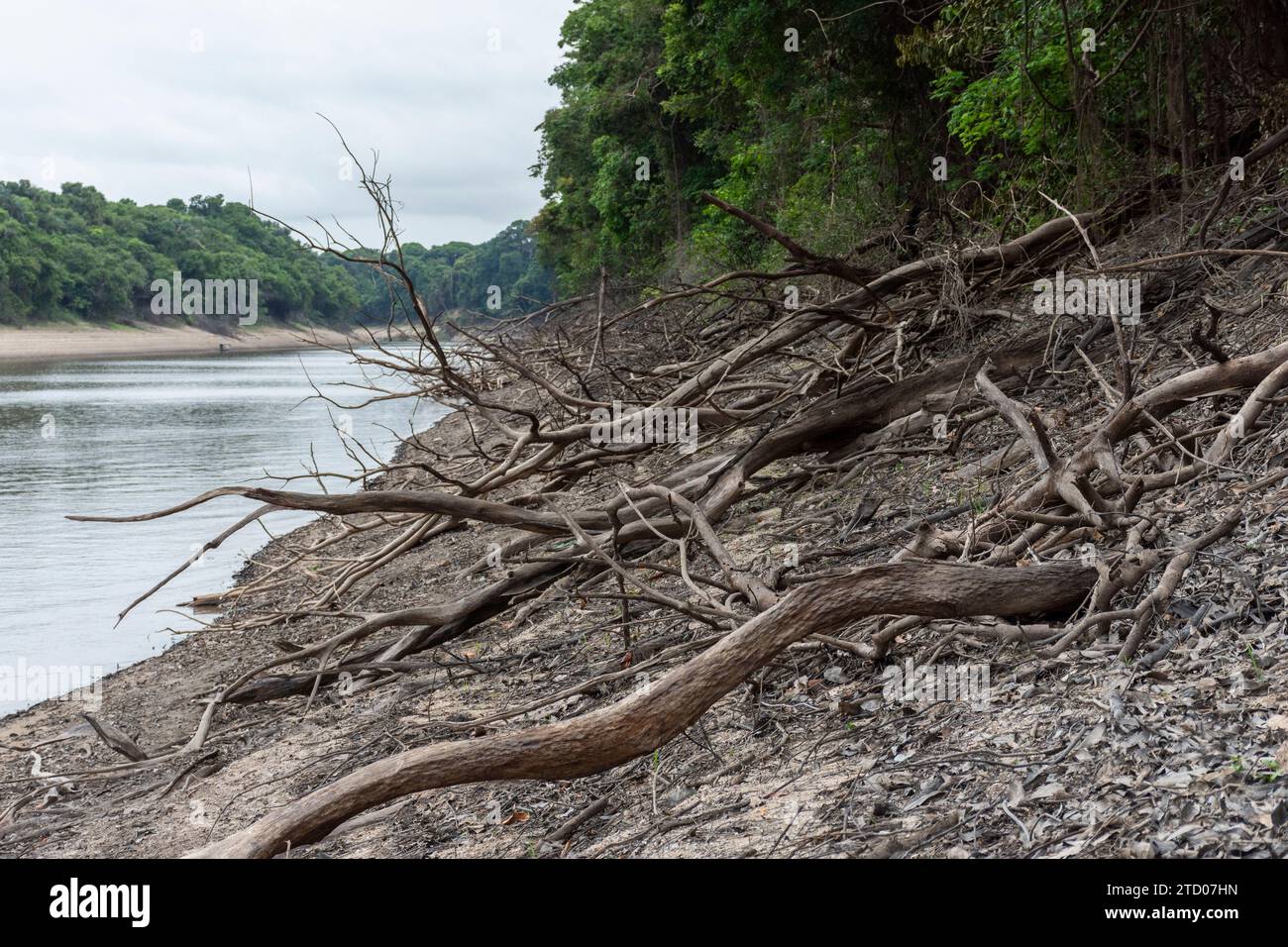Fallen trees on river beaches during severe drought in the Amazon Stock ...