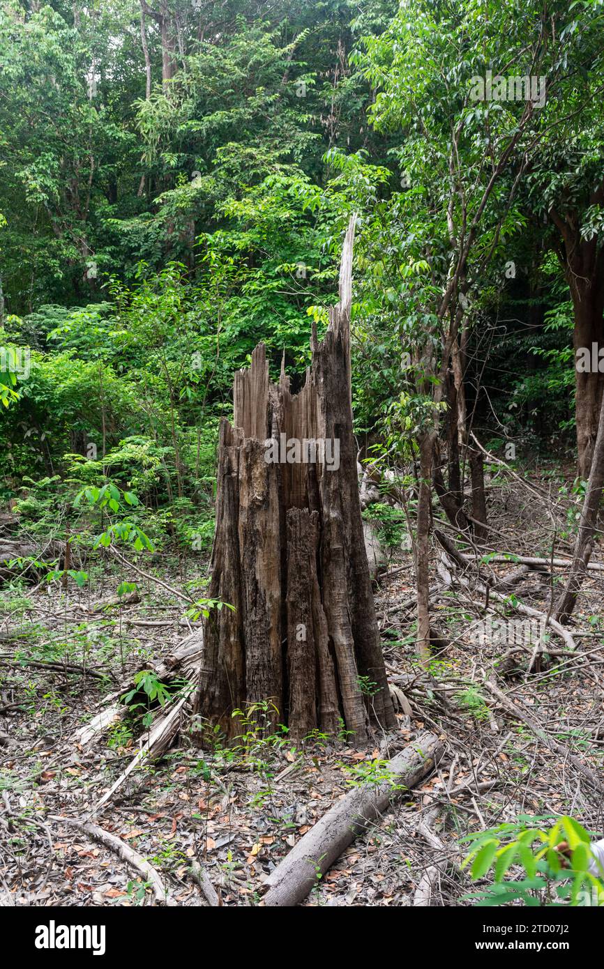 Dead tree in the Amazon Rainforest seen during the dry season Stock ...