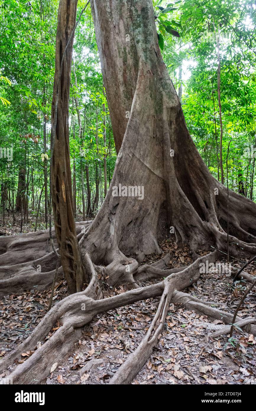 Big tree and roots in the Amazon Rainforest seen in the dry season ...