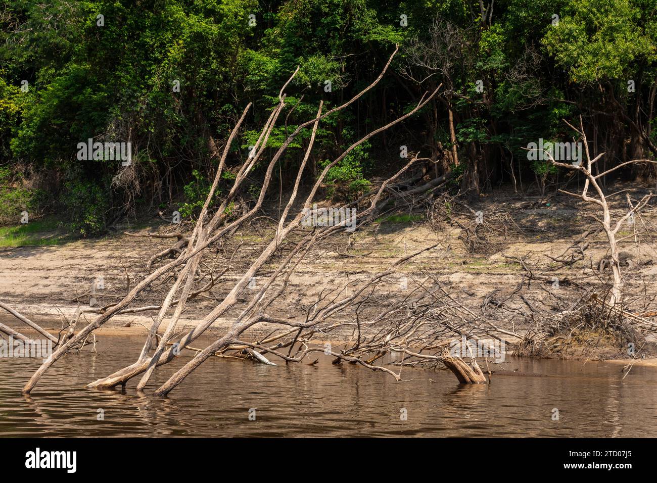 Fallen trees on river beaches during severe drought in the Amazon Stock ...