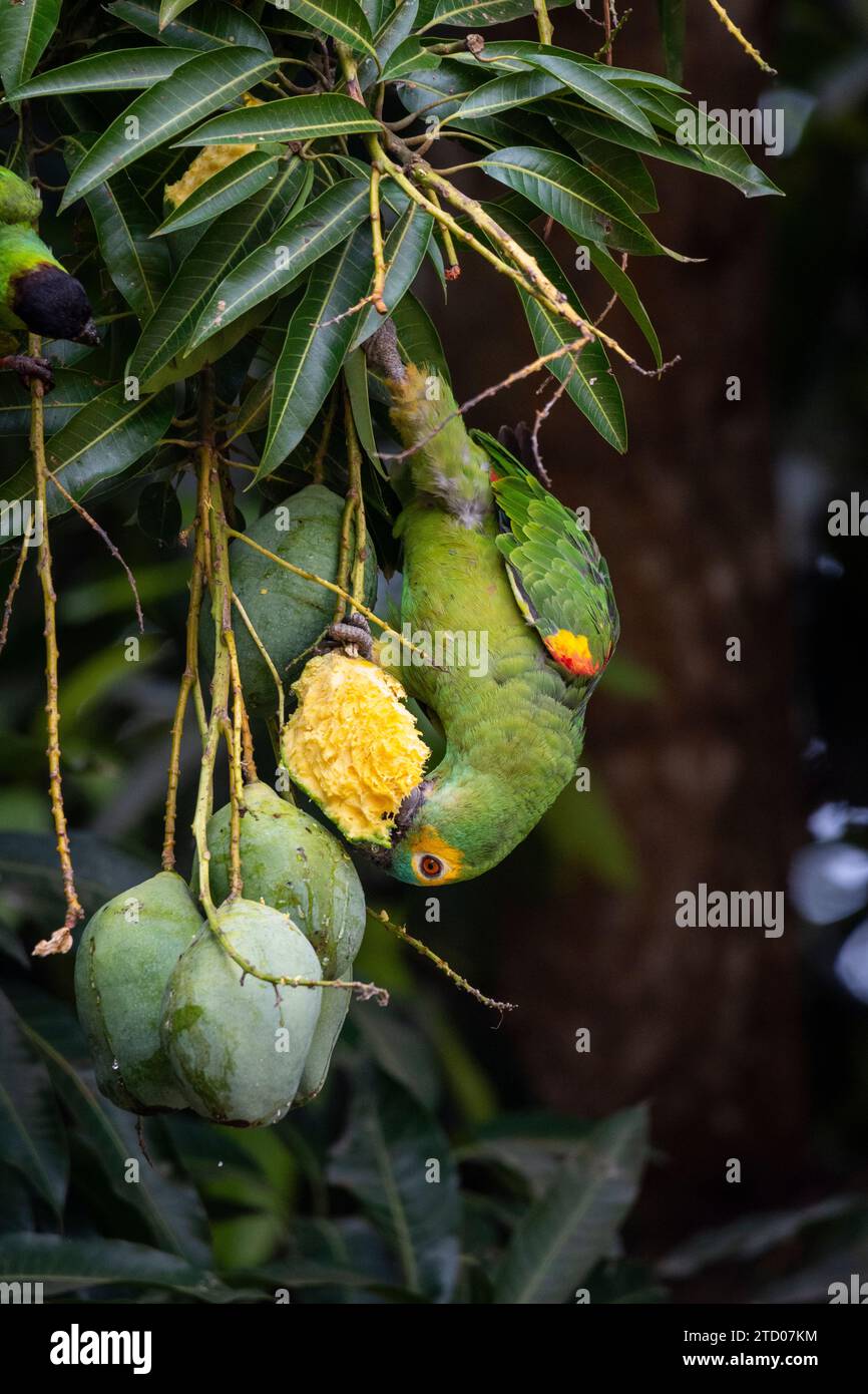 Green parrot hanging upside down while eating mango fruit Stock Photo ...