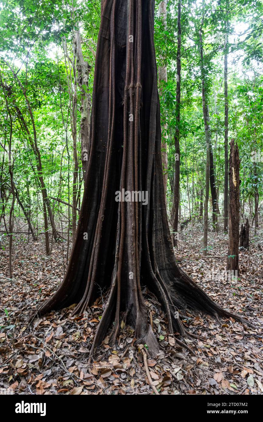 Big tree and roots in the Amazon Rainforest seen in the dry season ...