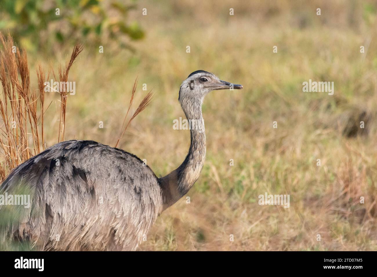View to Greater Rhea on open fields in the Pantanal of Miranda Stock ...