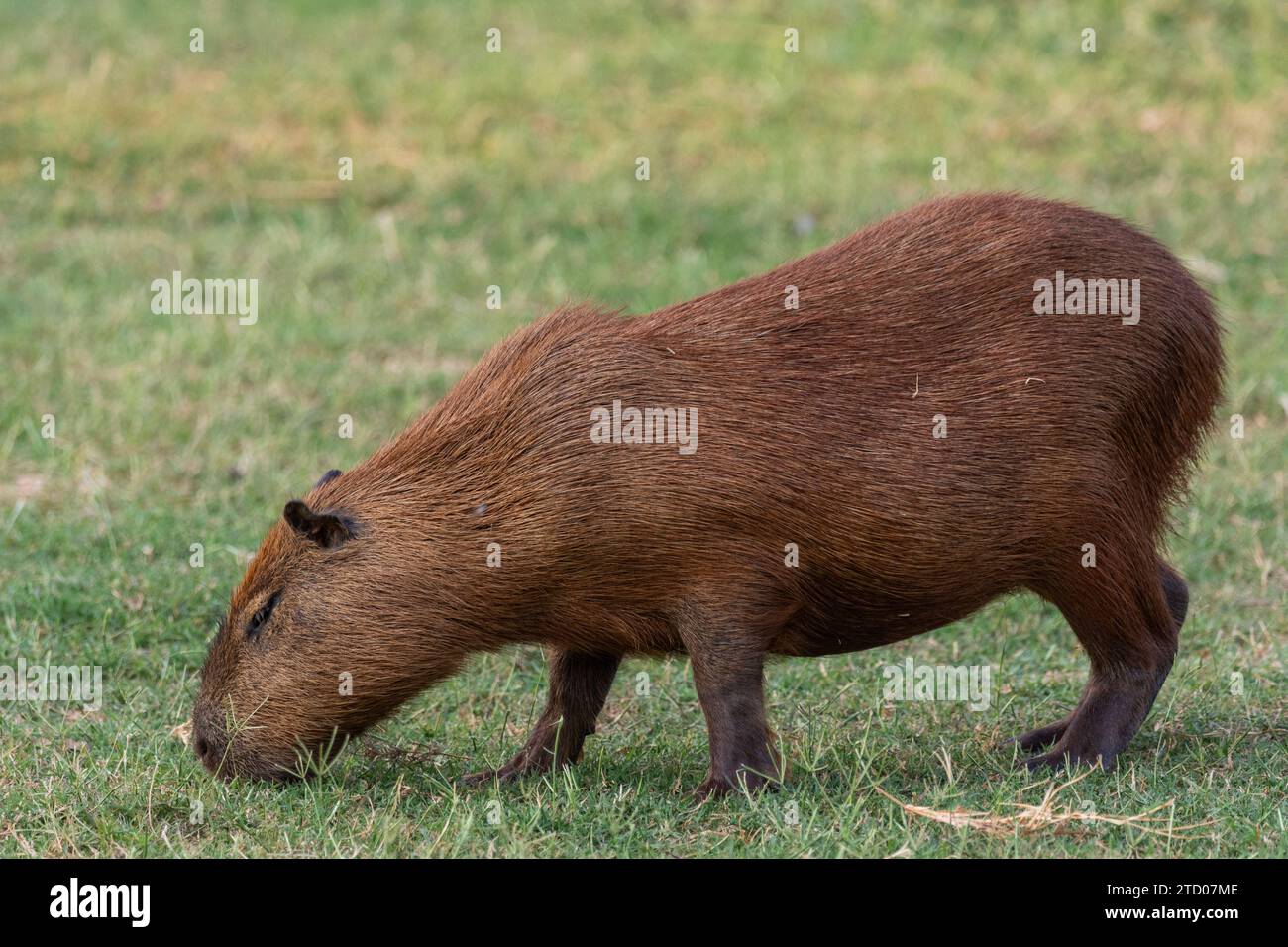 Capybara rodent grazing on grass field in the Pantanal of Miranda Stock ...