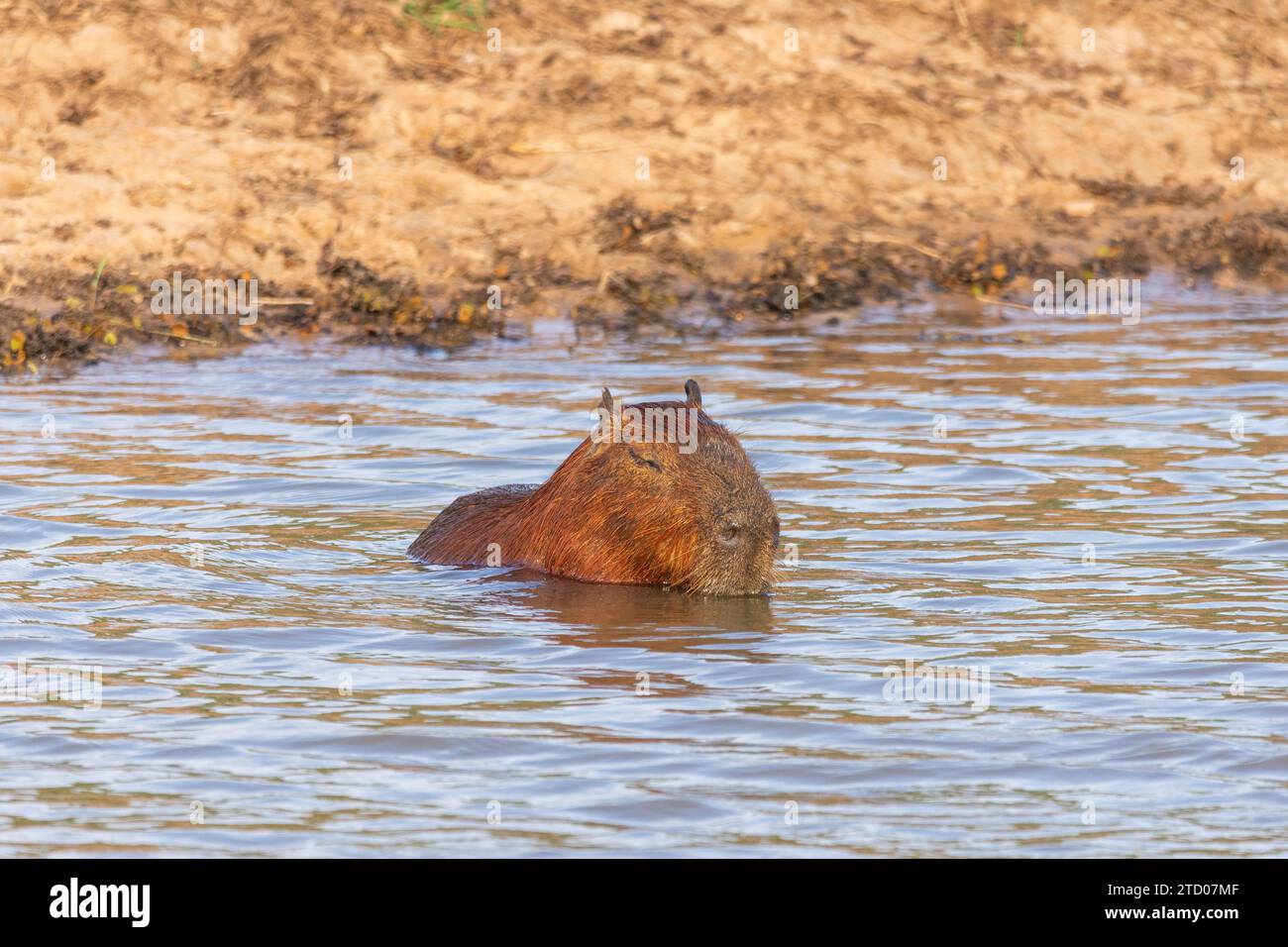 Capybara rodent inside lake in the Pantanal of Miranda Stock Photo - Alamy