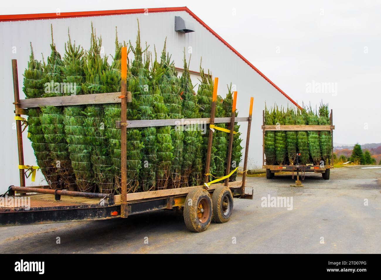 christmas trees are ready for transport Stock Photo - Alamy