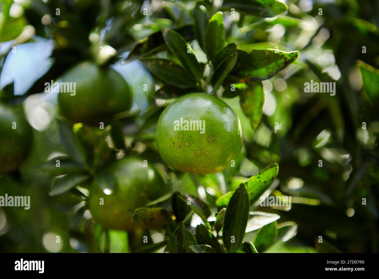 Tangerine on tree hi-res stock photography and images - Alamy