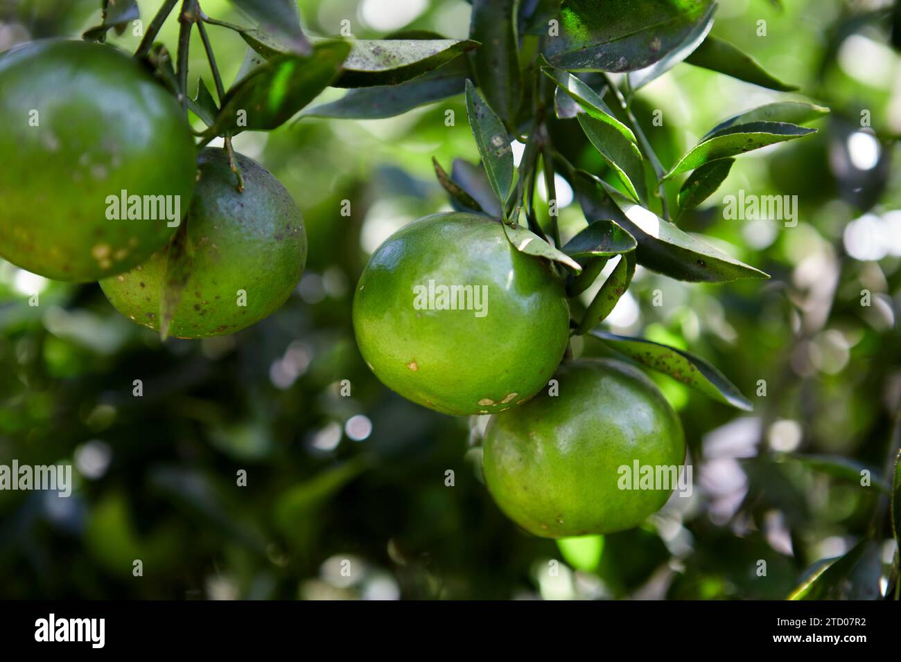 Green tangerine hi-res stock photography and images - Alamy