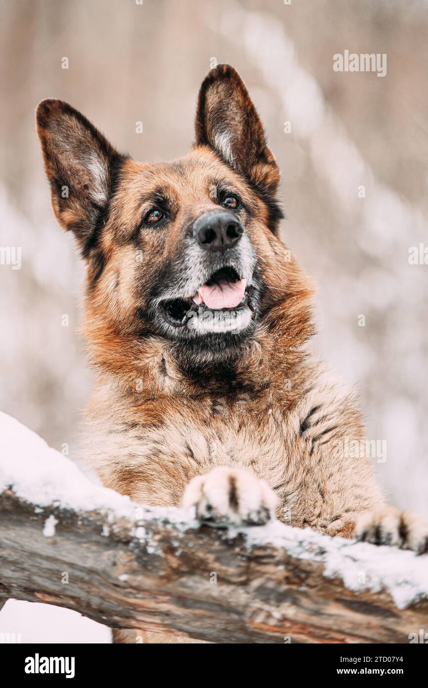Portrait Of Purebred Adult Alsatian Wolf Dog Is On Guard At Snow Winter ...