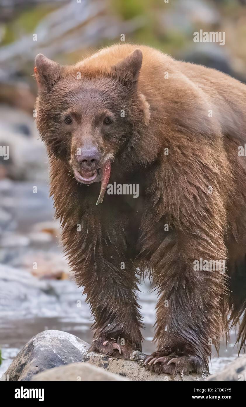 Bear eating salmon for dinner Stock Photo - Alamy