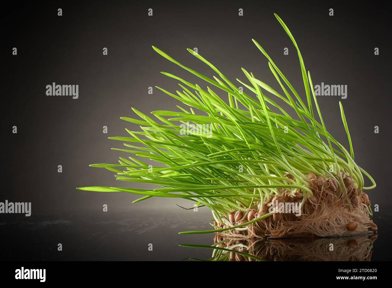 Hydroponicly grown wheatgrass reaching out toward light Stock Photo - Alamy