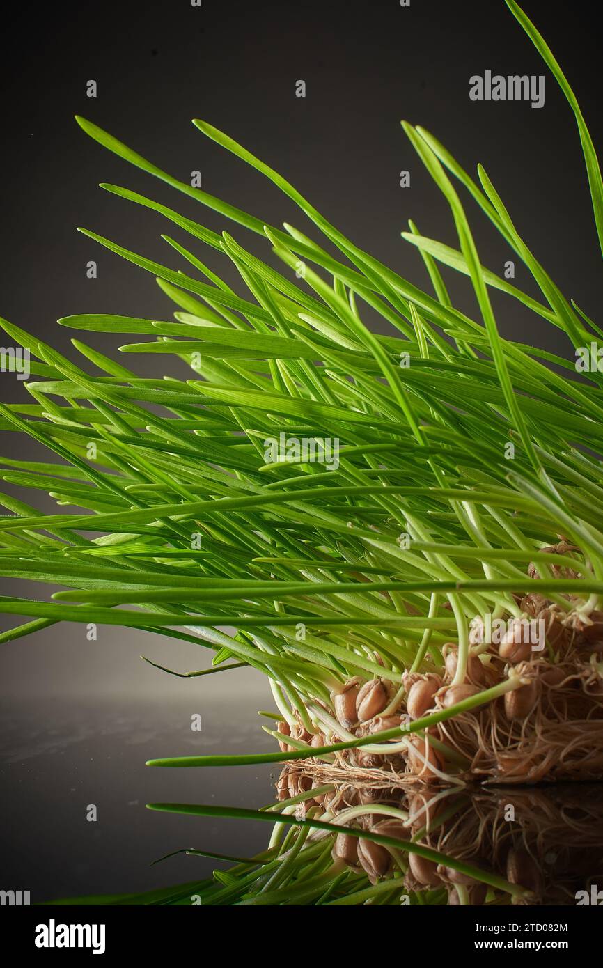 Hydroponicly grown wheatgrass reaching out toward light Stock Photo - Alamy