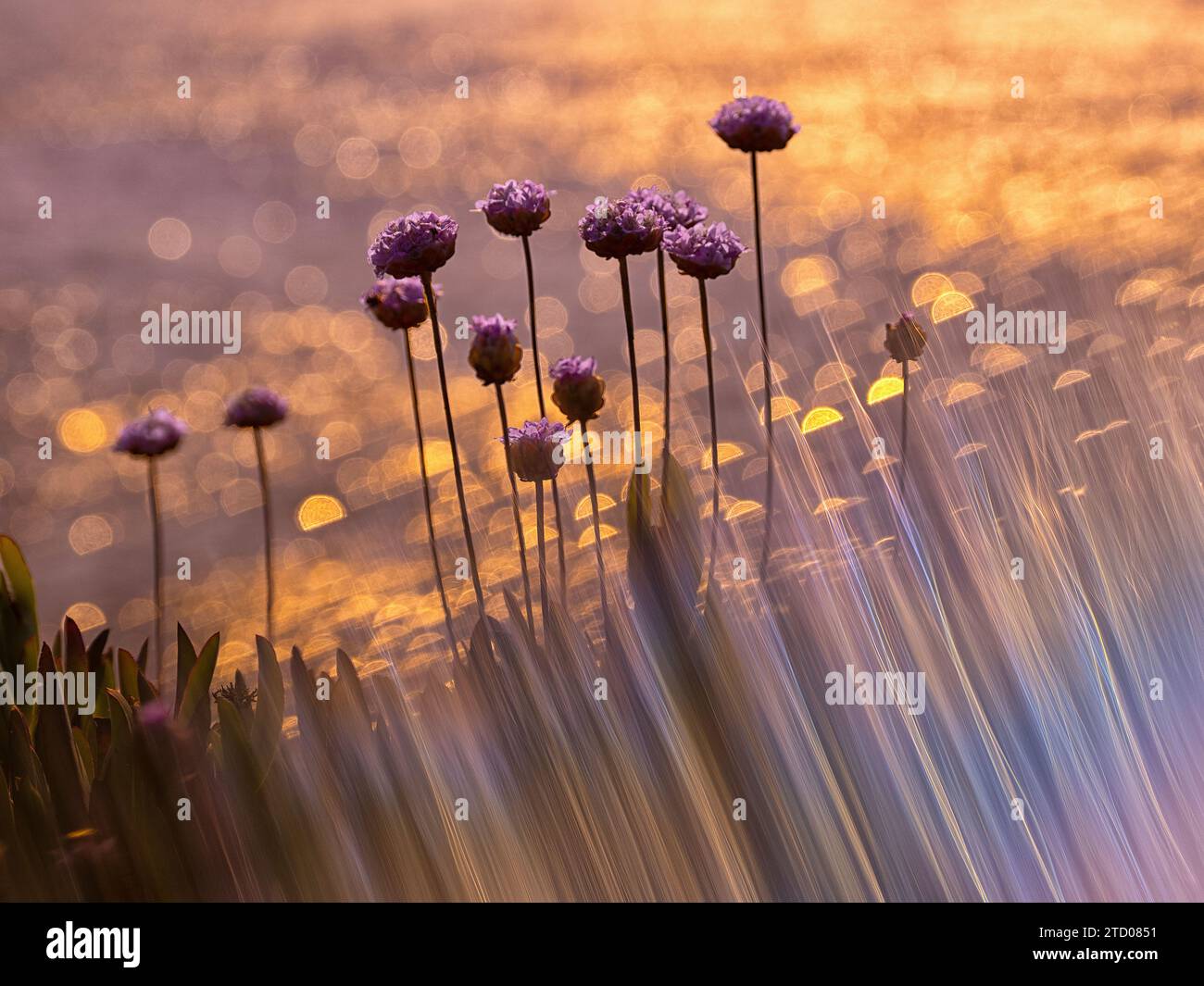 Sea thrift, Western thrift (Armeria maritima), Portugal, Cabo Sardao ...