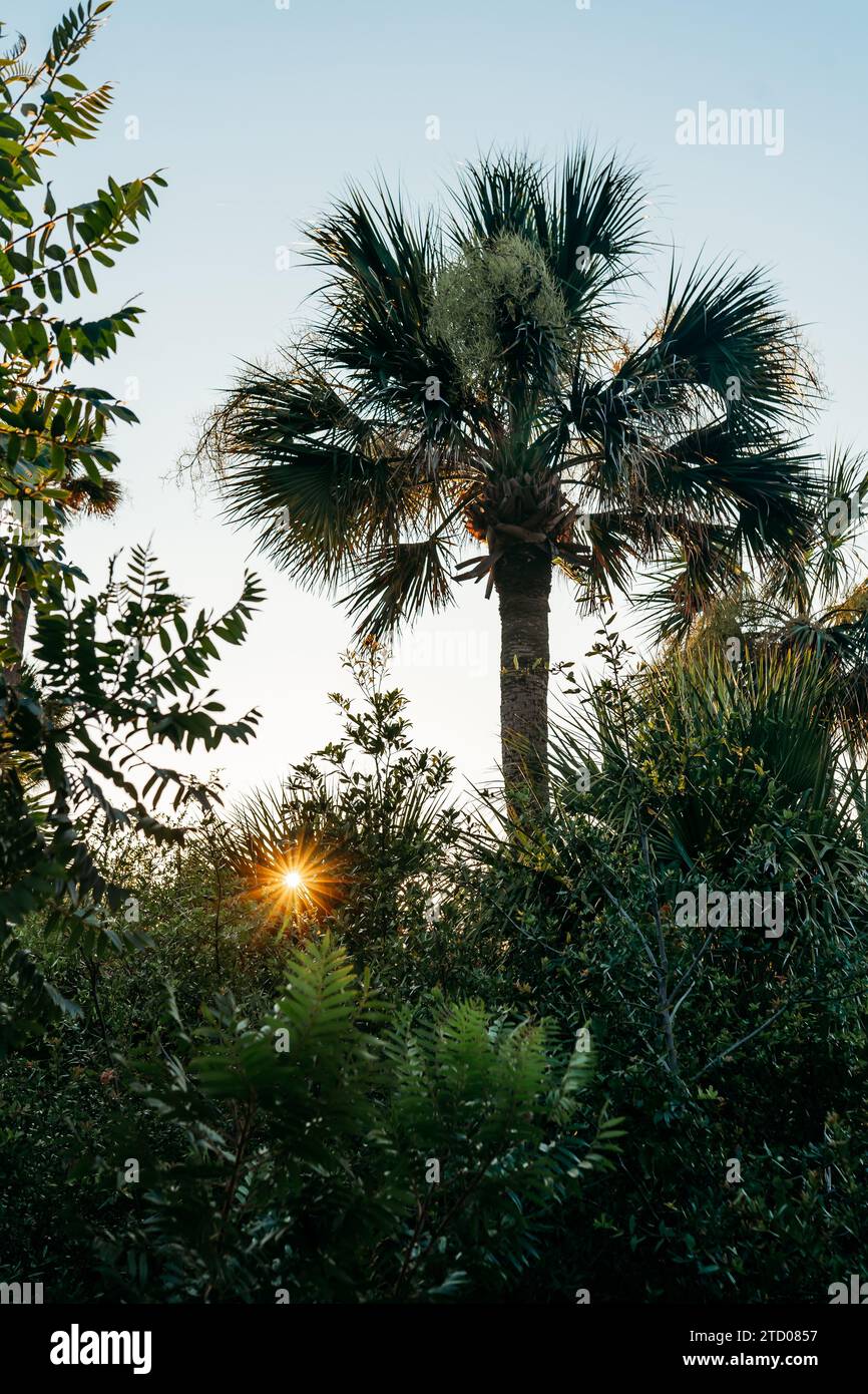 sun peeking through palm trees on Hilton Head Island Stock Photo - Alamy