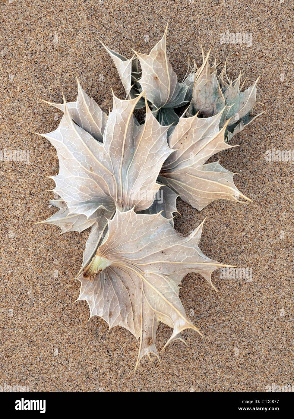 Sand Dunes at Praia da Carrapateira. thistle on the sand Stock Photo ...
