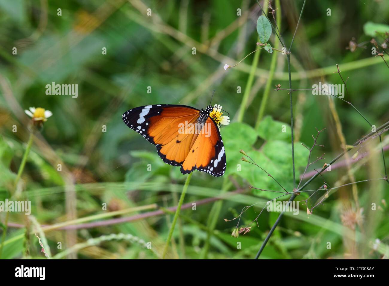 Beautiful Plain tiger butterfly open wings on flower with green ...