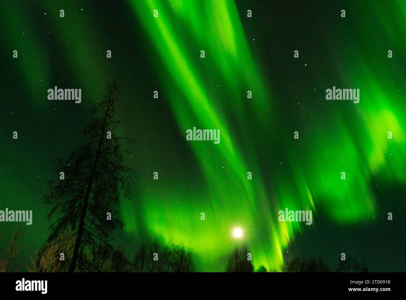 Ribbons of aurora borealis fill the night sky with full moon Stock ...