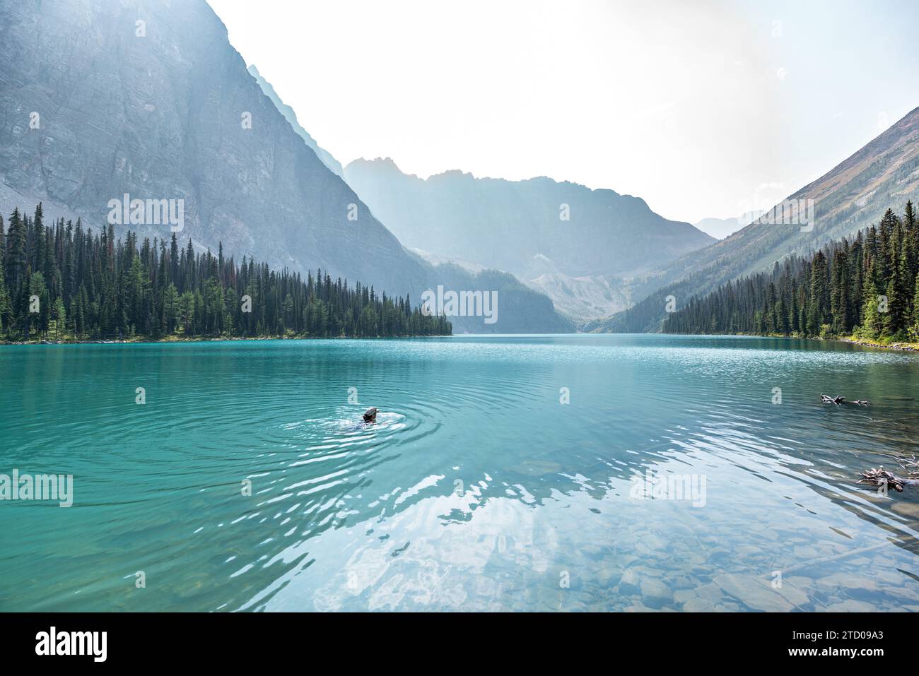 Cooling Off In Majestic Alpine Lake Stock Photo - Alamy